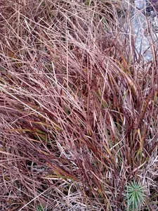 How to Prune Stiff sedge