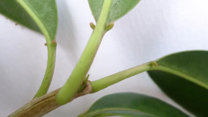 Yos (Sapium glandulosum) - PictureThis