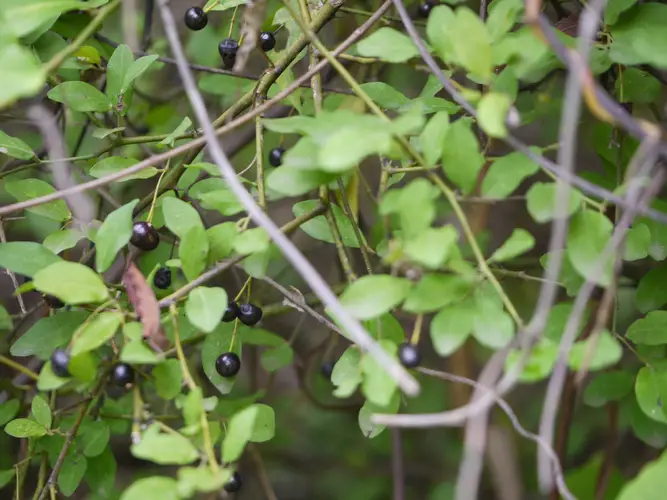 Indian caper (Capparis sepiaria) Flower, Leaf, Care, Uses - PictureThis
