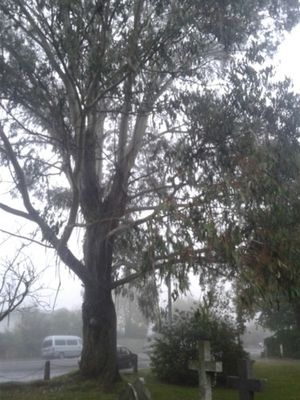 How to Grow and Care for Alpine ash