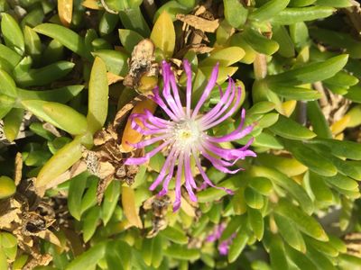 How to Grow and Care for New zealand ice plant
