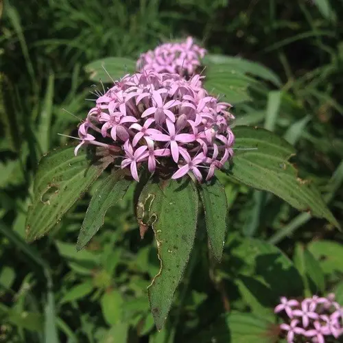 Crusea hispida - PictureThis