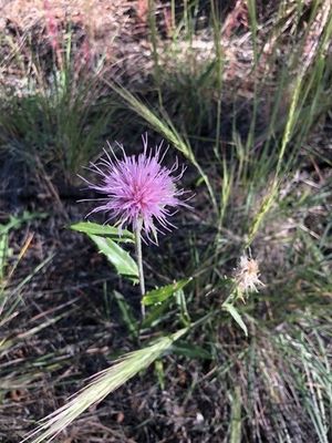 Wheeler's thistle (Cirsium wheeleri) - PictureThis