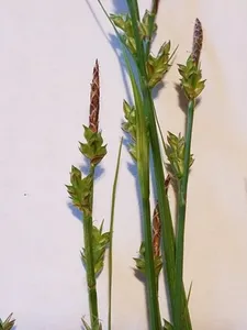 How to Prune Fibrous-root sedge