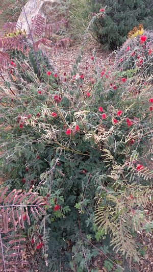 How to Grow and Care for Tabardillo