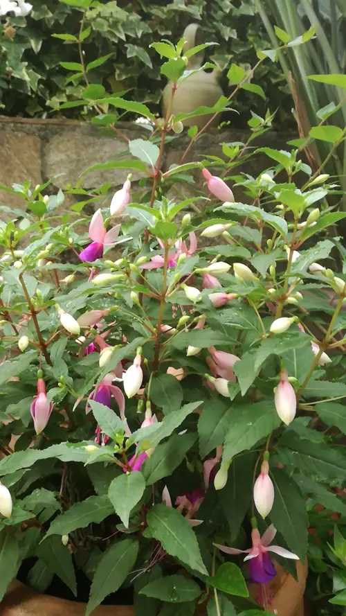 Fuchsia 'Marin Glow' - PictureThis