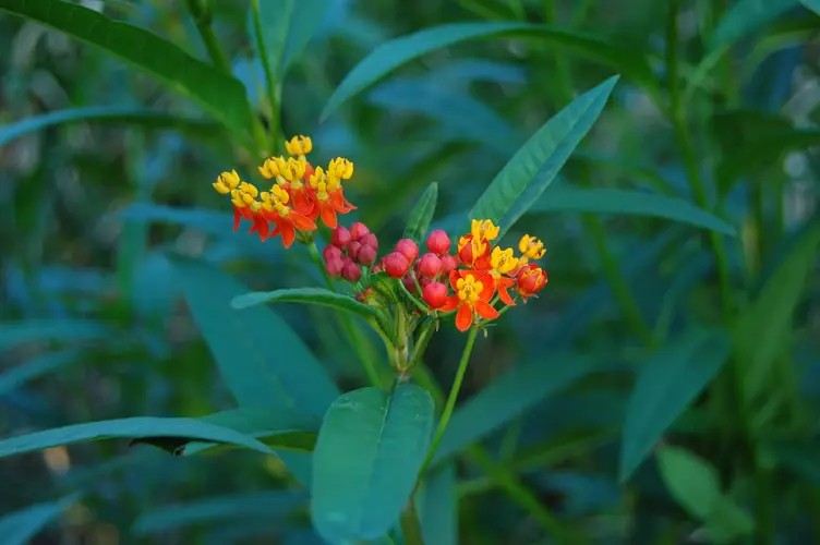 Bloodflower (Asclepias curassavica) Flower, Leaf, Care, Uses - PictureThis