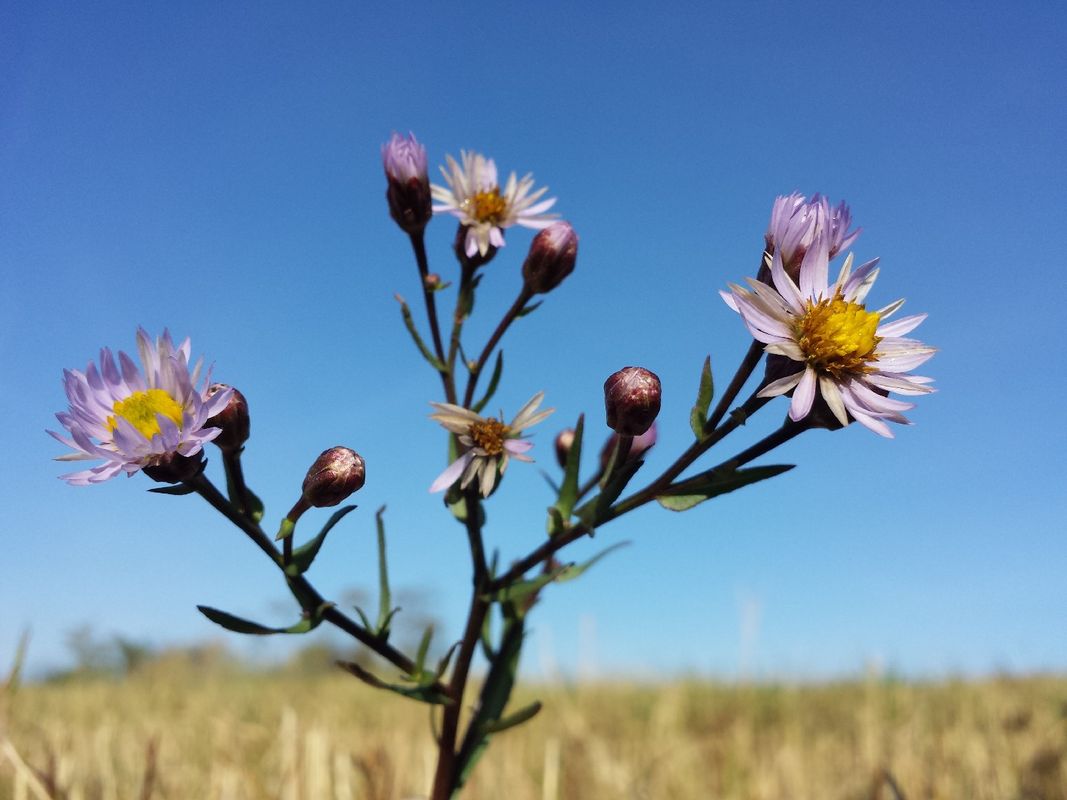 How to Fix Seashore Aster Problems?