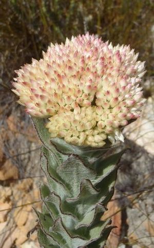 How to Grow and Care for Syncarpha milleflora