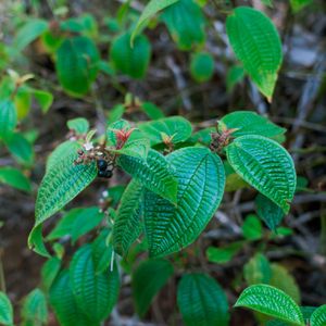 Como Cultivar e Cuidar de Pixirica