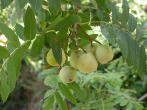 Where To Place True service tree In Feng Shui? (Characteristics ...