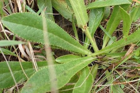 How to Grow and Care for Alepidea peduncularis