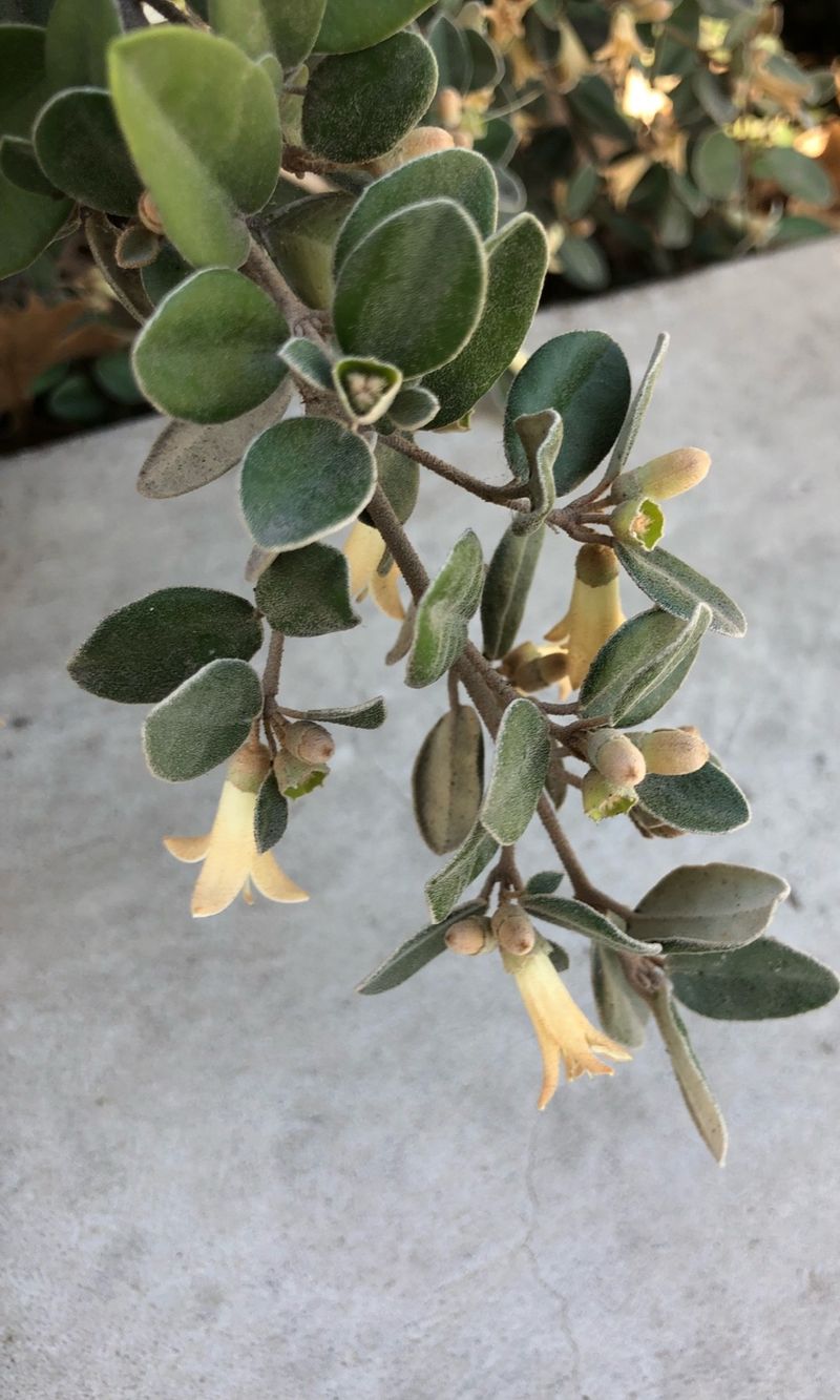 The White Correa: Exploring the Meaning and Symbolism of Correa alba