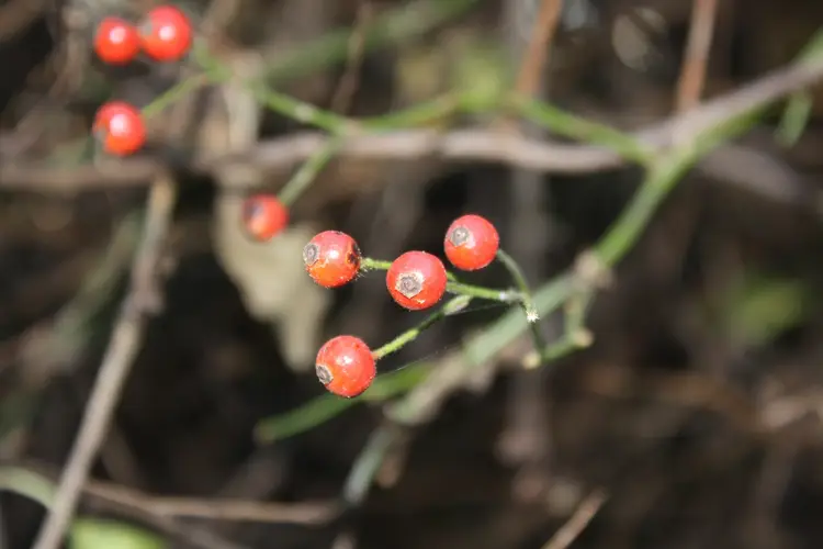 How to Plant and Grow Multiflora rose(Rosa multiflora)