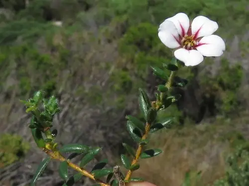 One chinaflower (Adenandra uniflora) Flower, Leaf, Care, Uses - PictureThis