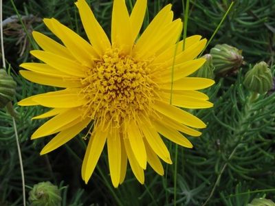 How to Grow and Care for Rock daisies