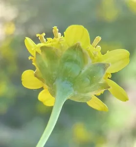 How to Propagate Euryops lateriflorus
