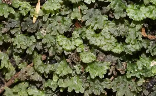 Hymenophyton flabellatum - PictureThis