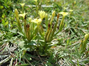 How to Prune Yellow centaury