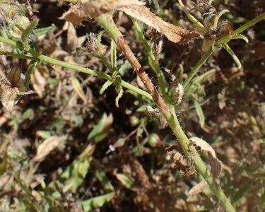 How to Grow and Care for Trichodesma africanum