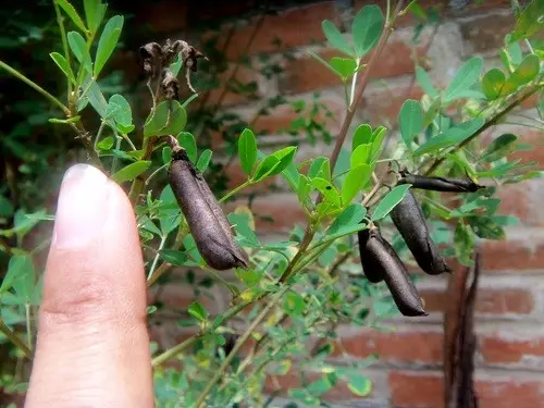 Chipilín (Crotalaria longirostrata) - PictureThis