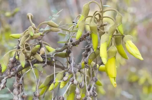 How to Plant and Grow North island kowhai(Sophora tetraptera)