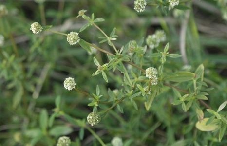 Shrubby false buttonweed (Spermacoce verticillata) - PictureThis