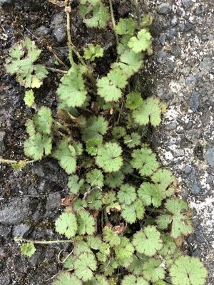 How to Grow and Care for Musky marshpennywort
