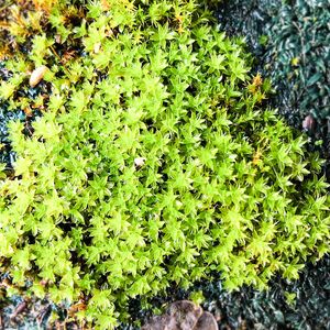 Syntrichia ruralis - PictureThis
