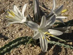 How to Transplant Desert ajo lily? (Ideal time, Methods, and Post Care)