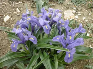 How to Prune English iris