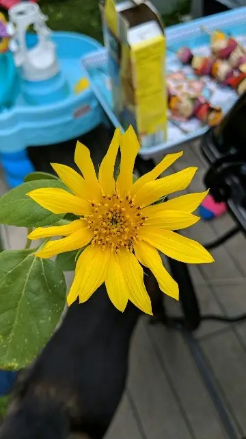 Cremanthodium arnicoides - PictureThis