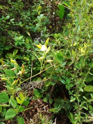 How to Grow and Care for Prairie snoutbean