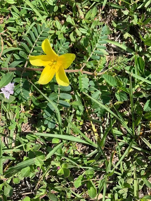 Abrojo (Tribulus cistoides) - PictureThis