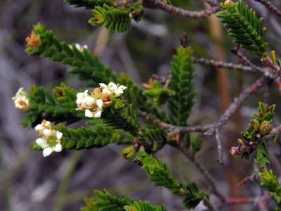 How to Grow and Care for Diosma oppositifolia