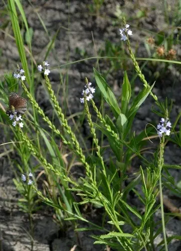 Verbena de hoja estrecha (Verbena simplex) - PictureThis