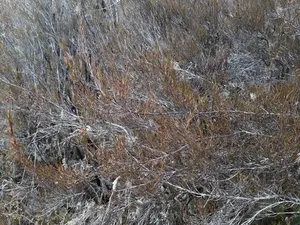 How to Propagate Monoao