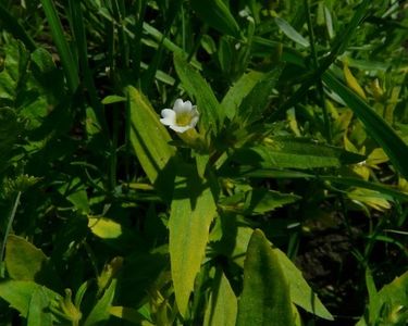 Cómo cultivar y cuidar una Gratiola neglecta