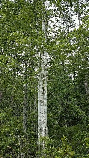Gray poplar (Populus canescens) - PictureThis