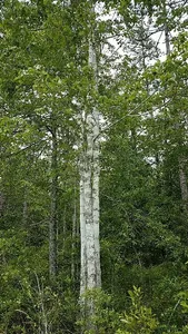 How to Transplant Gray poplar? (Ideal time, Methods, and Post Care)