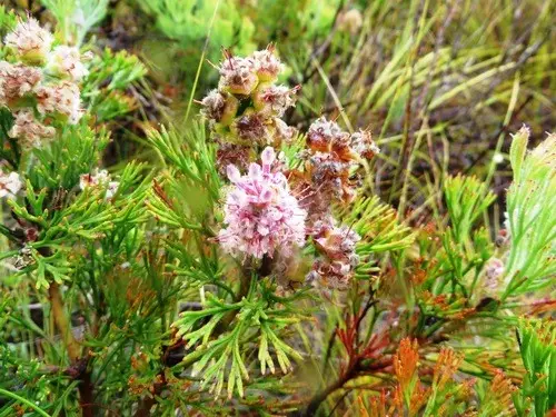 Paranomus abrotanifolius - PictureThis