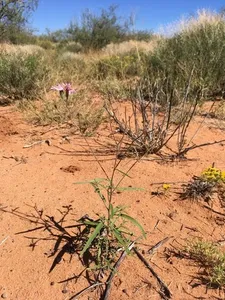 How to Propagate Othake