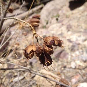 Palo copache (Hintonia latiflora) - PictureThis