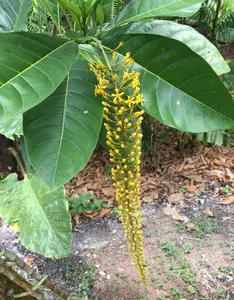 How to Prune Golden chain tree