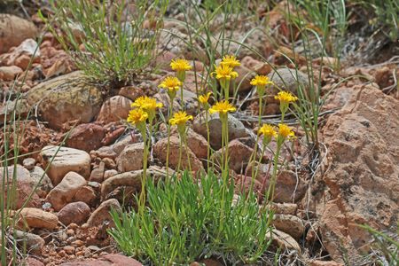 How to Grow and Care for Stemless mock goldenweed
