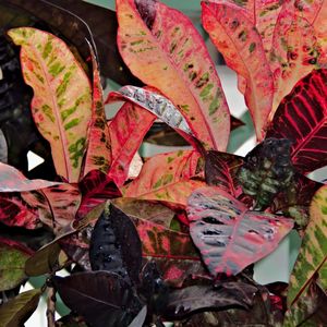 Crotón de jardín 'Magnificent' (Codiaeum variegatum 'Magnificent ...