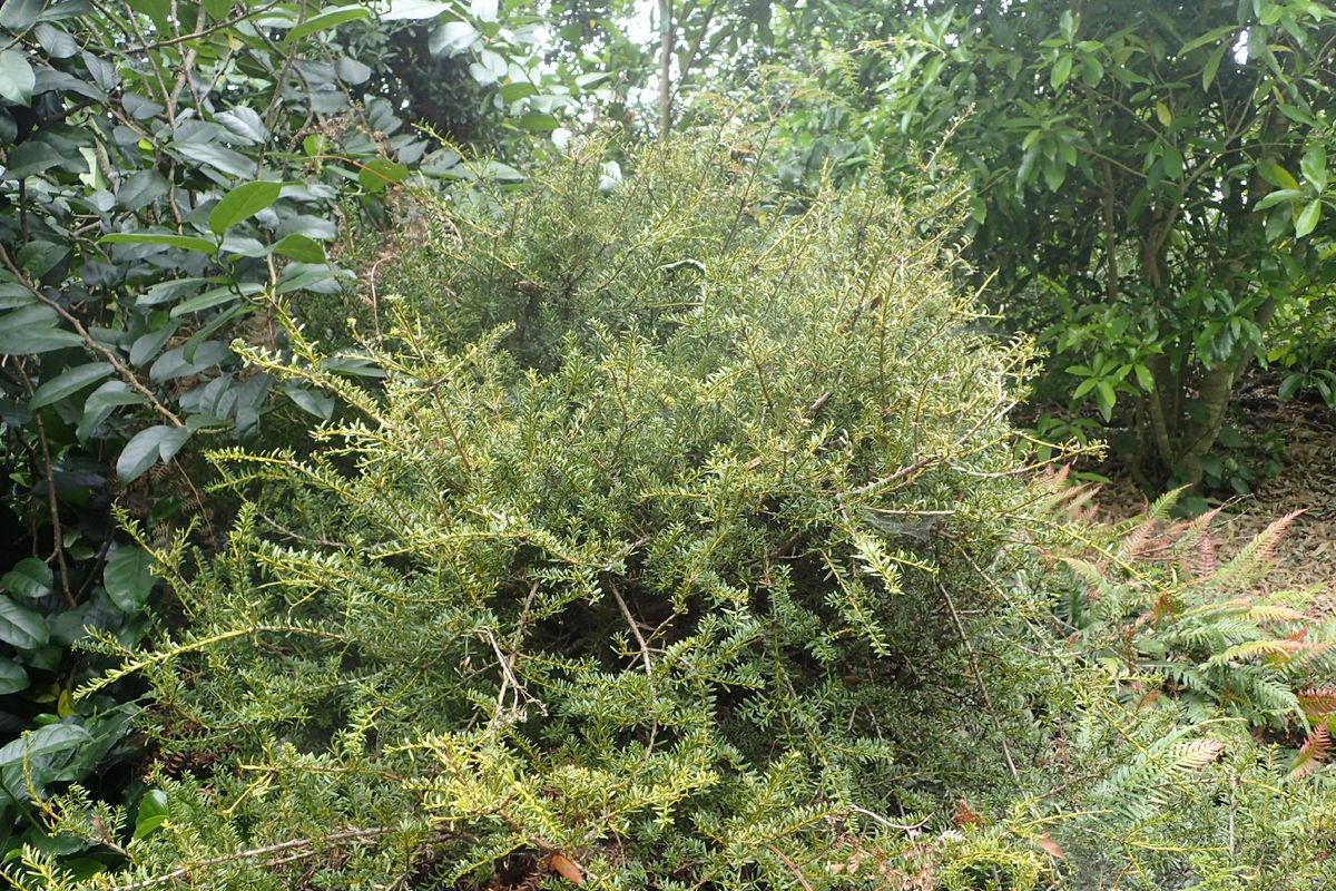 How to Solve Alpine totara Problems?