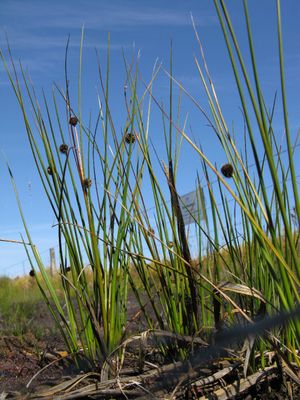 Knobby club-rush - Ficinia nodosa (Care, Characteristics, Flower, Images)