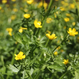Where To Place Bulbous buttercup In Feng Shui? (Characteristics ...