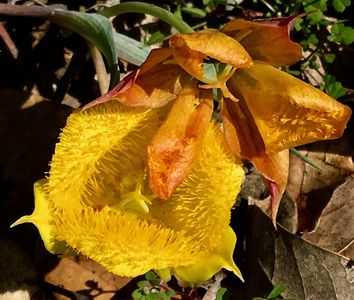 Yellow star-tulip (Calochortus monophyllus) - PictureThis